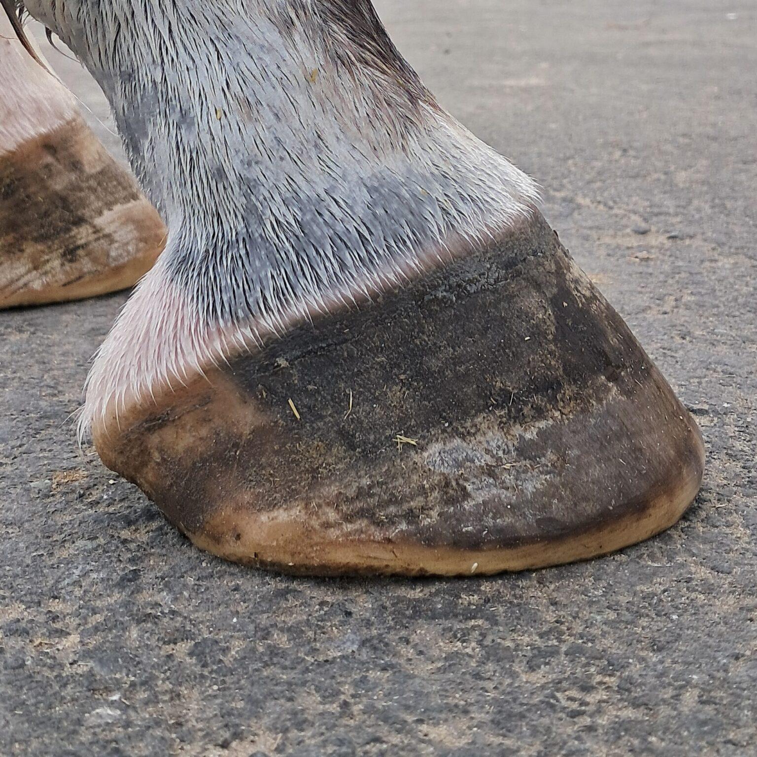 Laminitis - here's what you need to know - Flex Hoof Boots