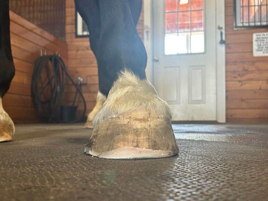 How to take great hoof photos - Flex Hoof Boots